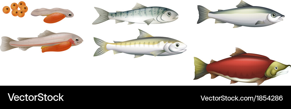 Salmon Life Cycle Diagram Royalty Free Vector Image