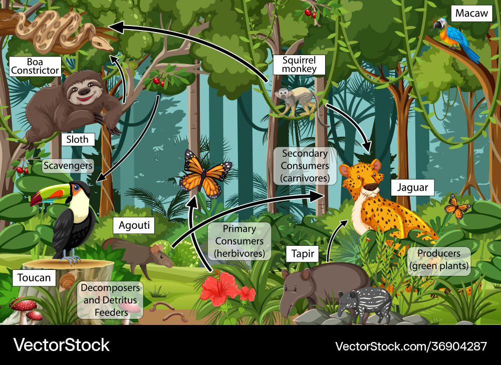 Diagram showing food web in rainforest – Royalty-Free Vector | VectorStock