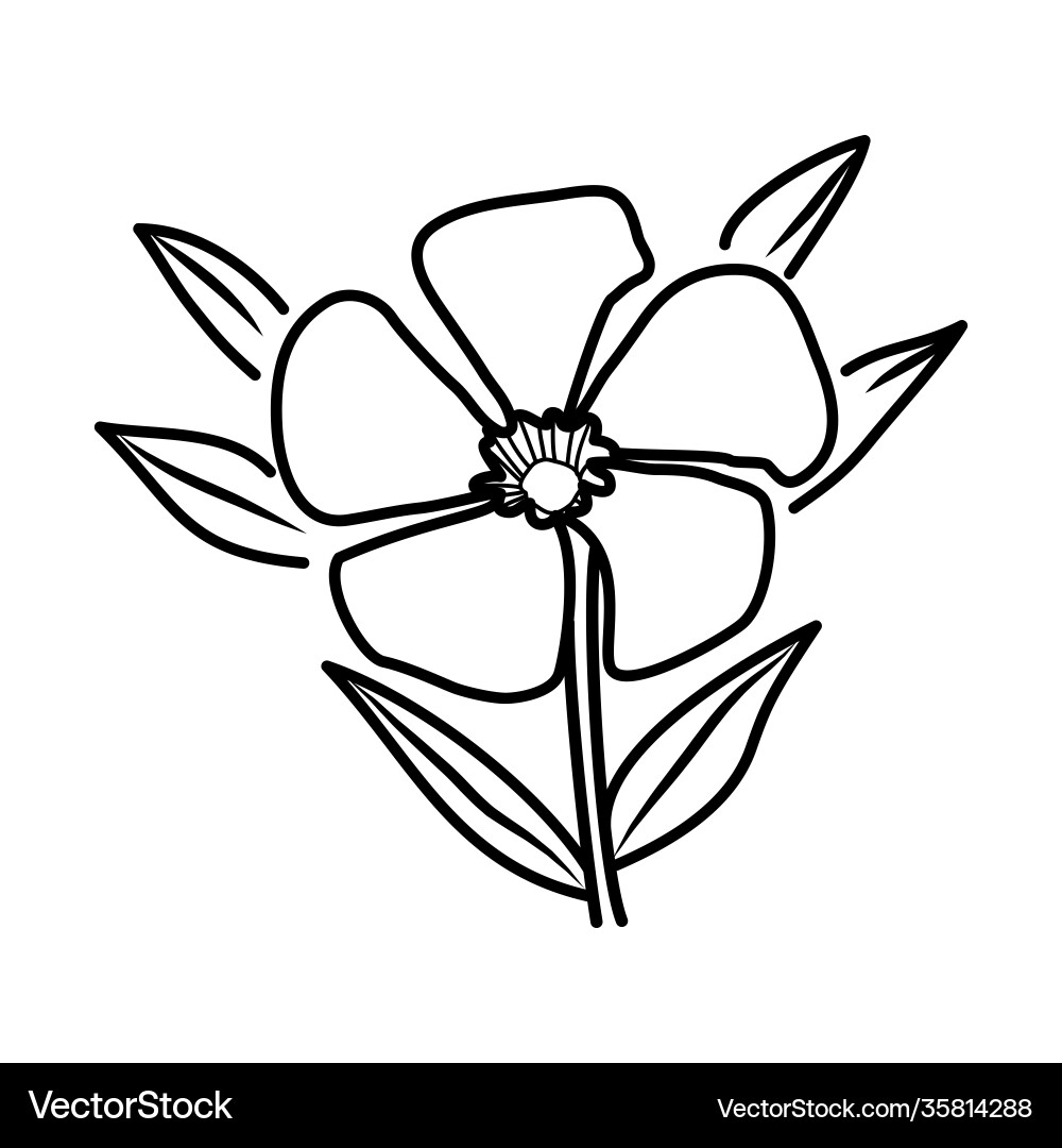 Nerium oleander flower floral hand drawn design Vector Image