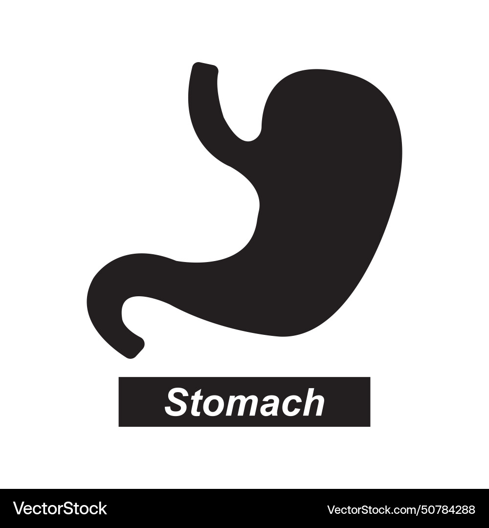 Stomach icon Royalty Free Vector Image - VectorStock