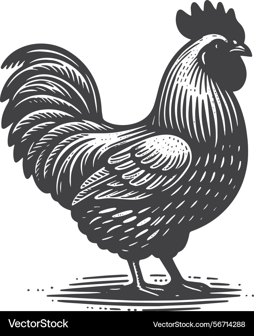 Vintage hand-drawn chicken side view farmyard Vector Image