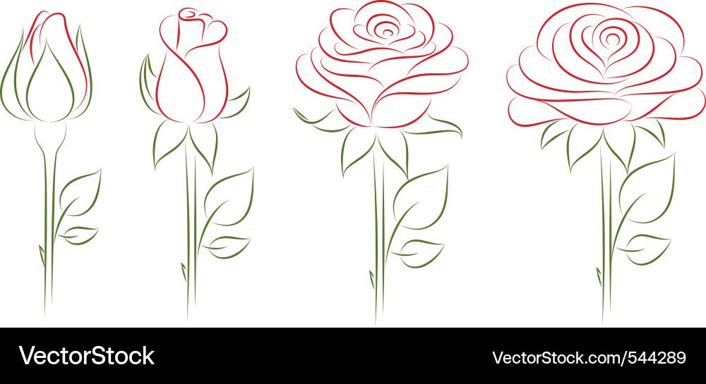 Blooming roses Royalty Free Vector Image - VectorStock