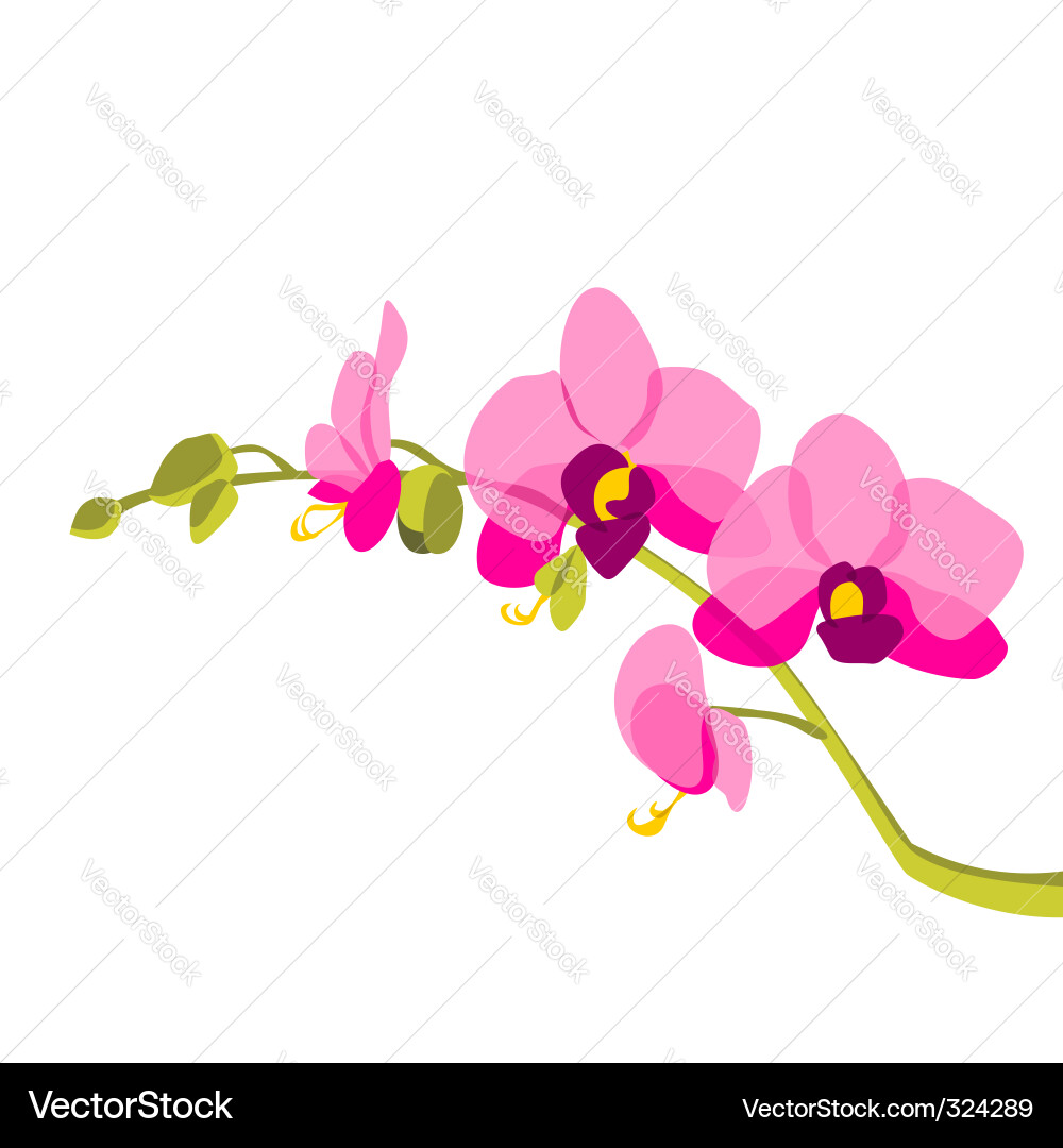 Orchid Royalty Free Vector Image - VectorStock