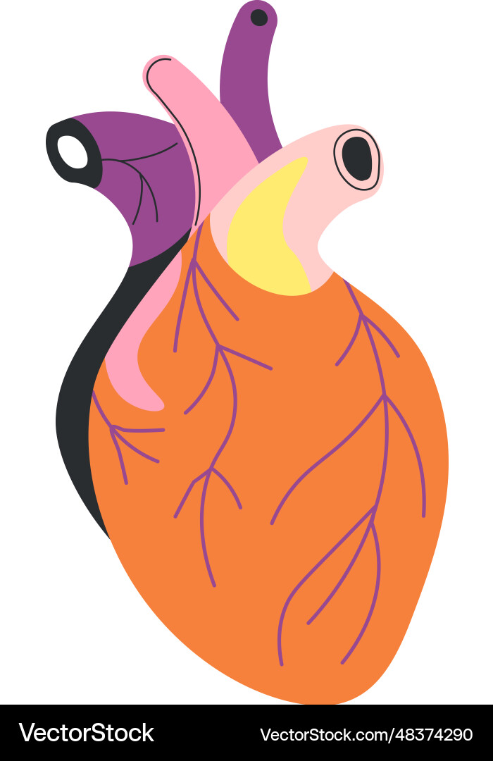 Human heart organ realistic body part Royalty Free Vector