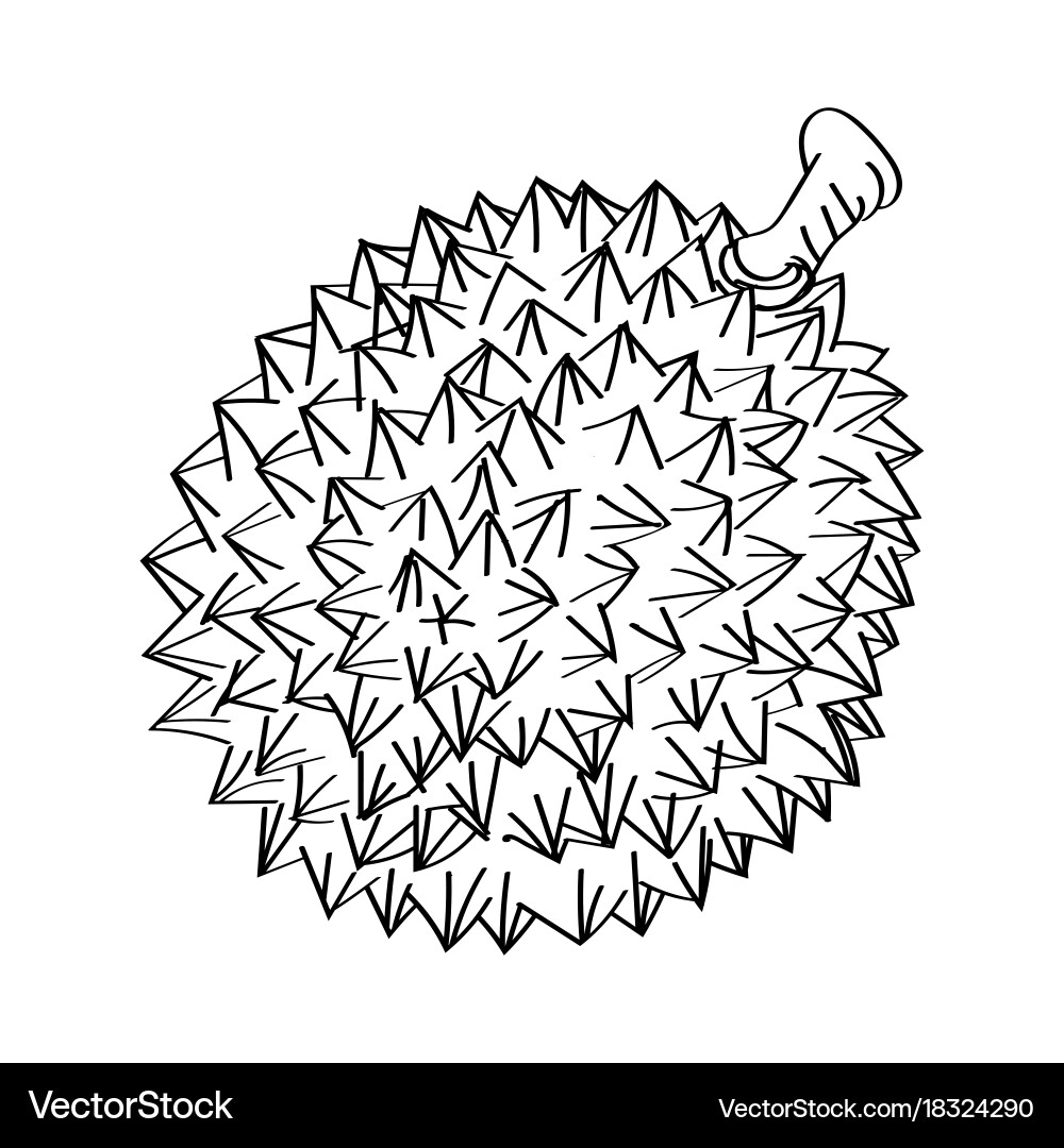 Line drawing of durian -simple Royalty Free Vector Image