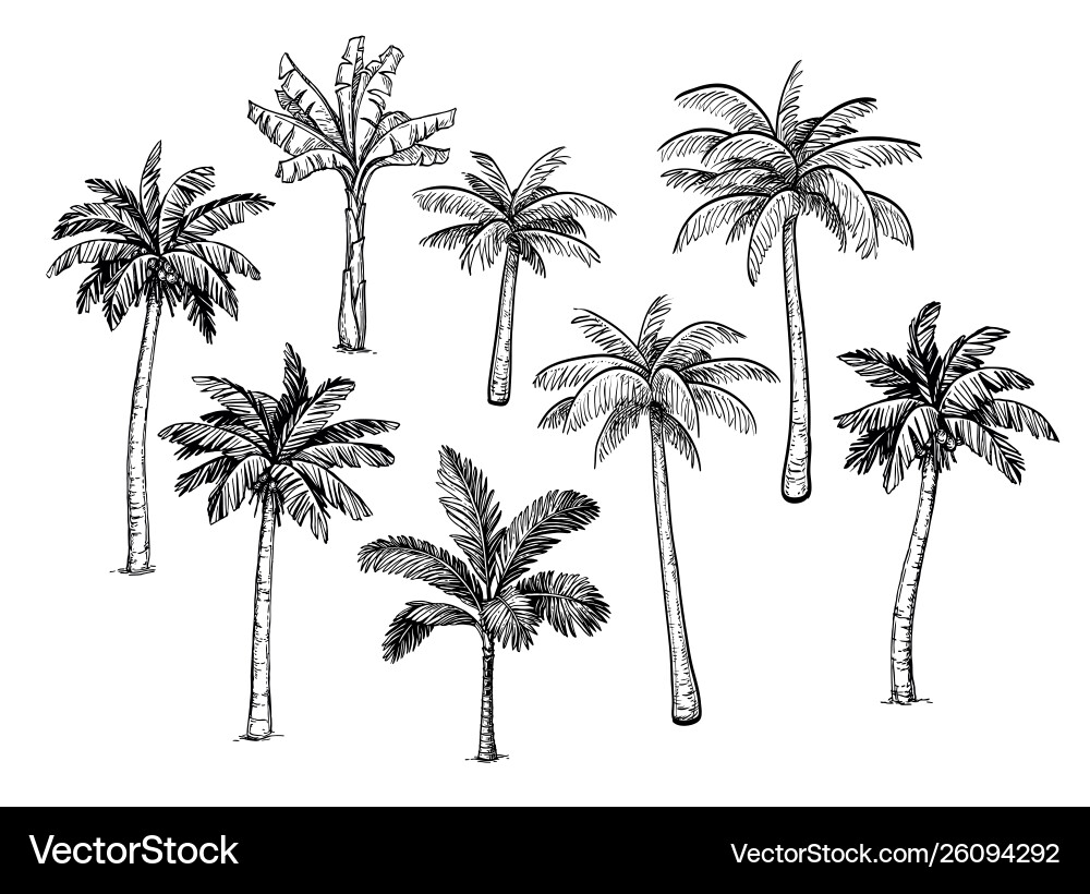 Collection palm trees Royalty Free Vector Image