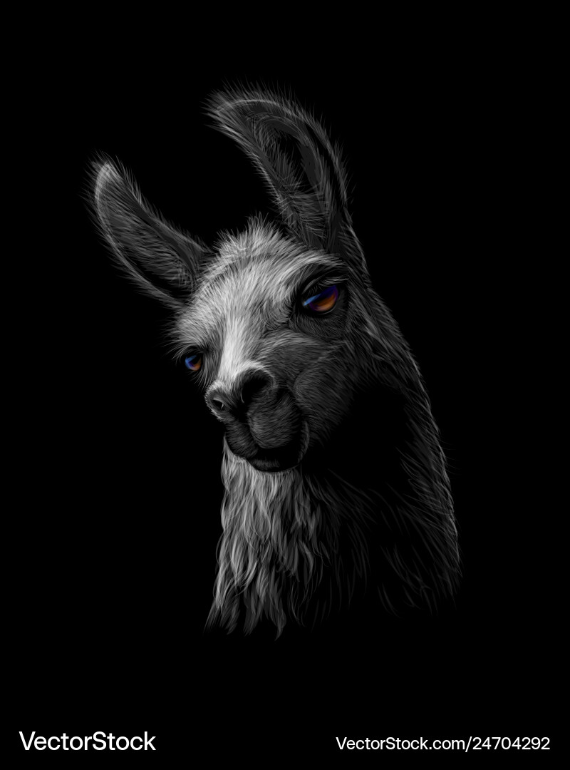 Llama Head Portrait on Black Royalty Free Vector Image