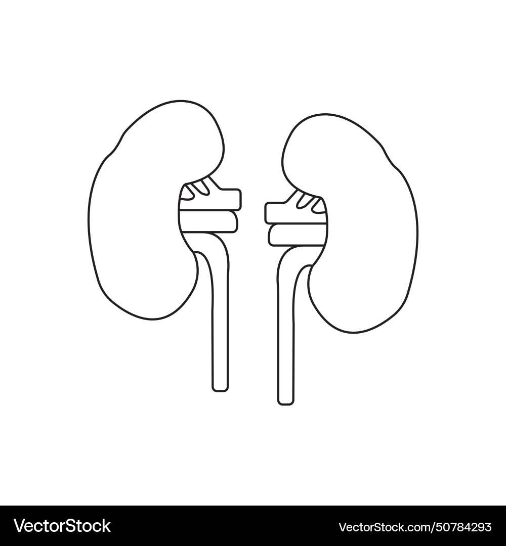Kidney icon Royalty Free Vector Image - VectorStock