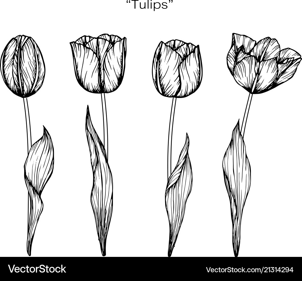 Elegant Tulip Line Art Royalty Free Vector Image