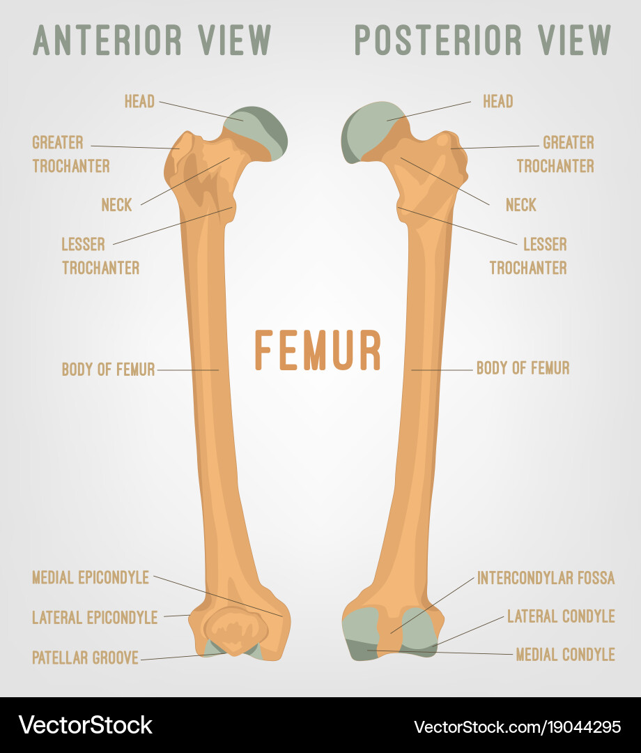 Human Femur Anatomy Royalty Free Vector Image - VectorStock