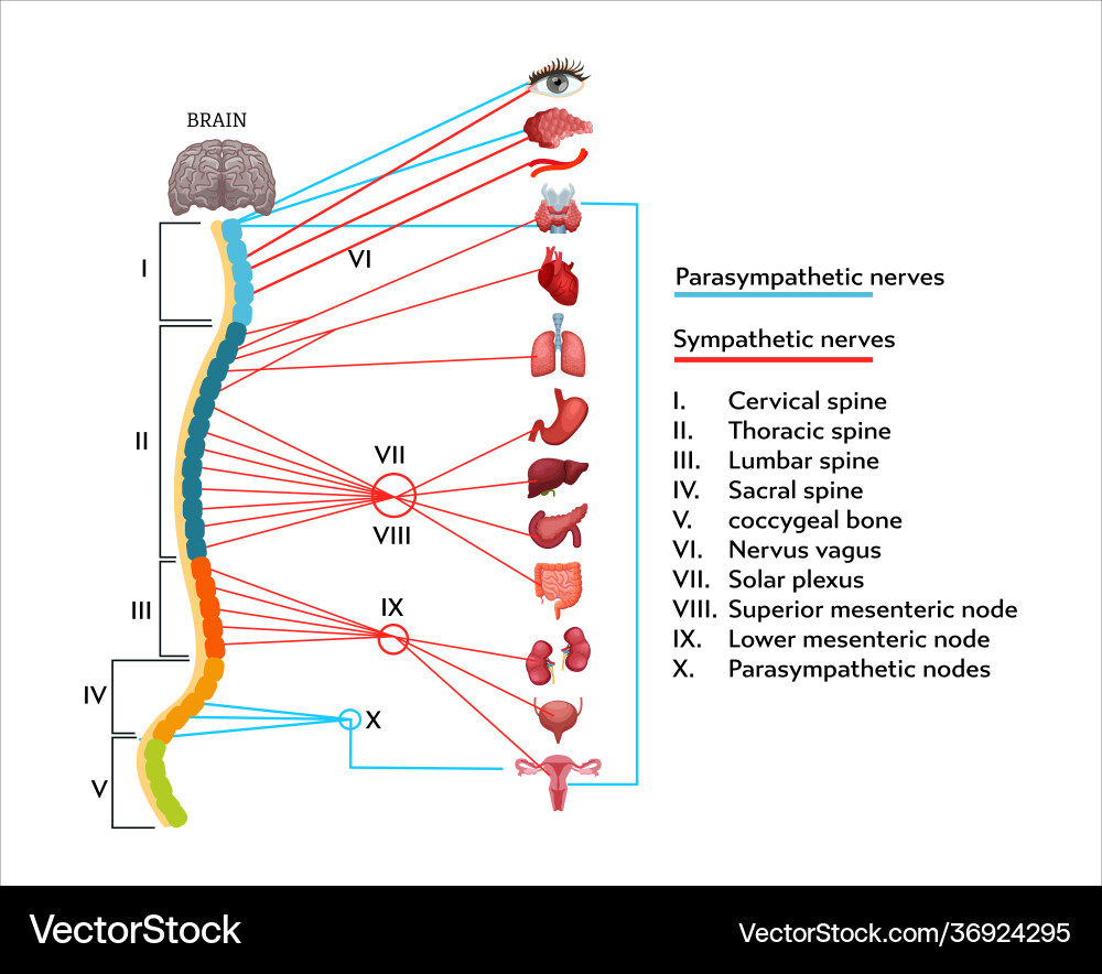 Infographics scheme anatomical structure Vector Image