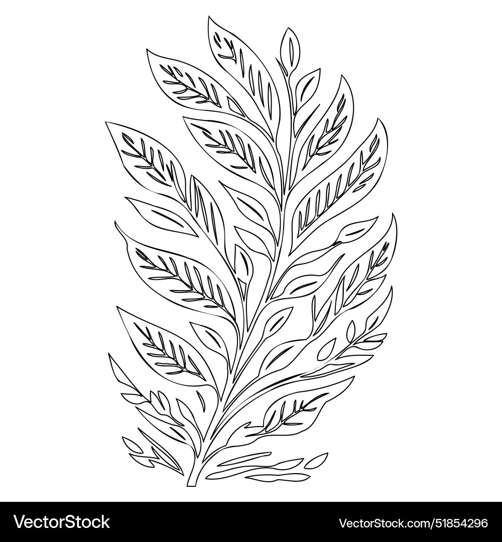 Ash leaf floral outline sketch Royalty Free Vector Image
