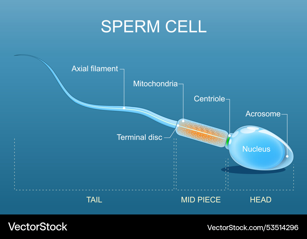 Sperm Cell Anatomy & Structure Royalty Free Vector Image