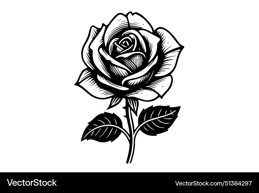 Rose flower hand drawn ink sketch engraving style Vector Image