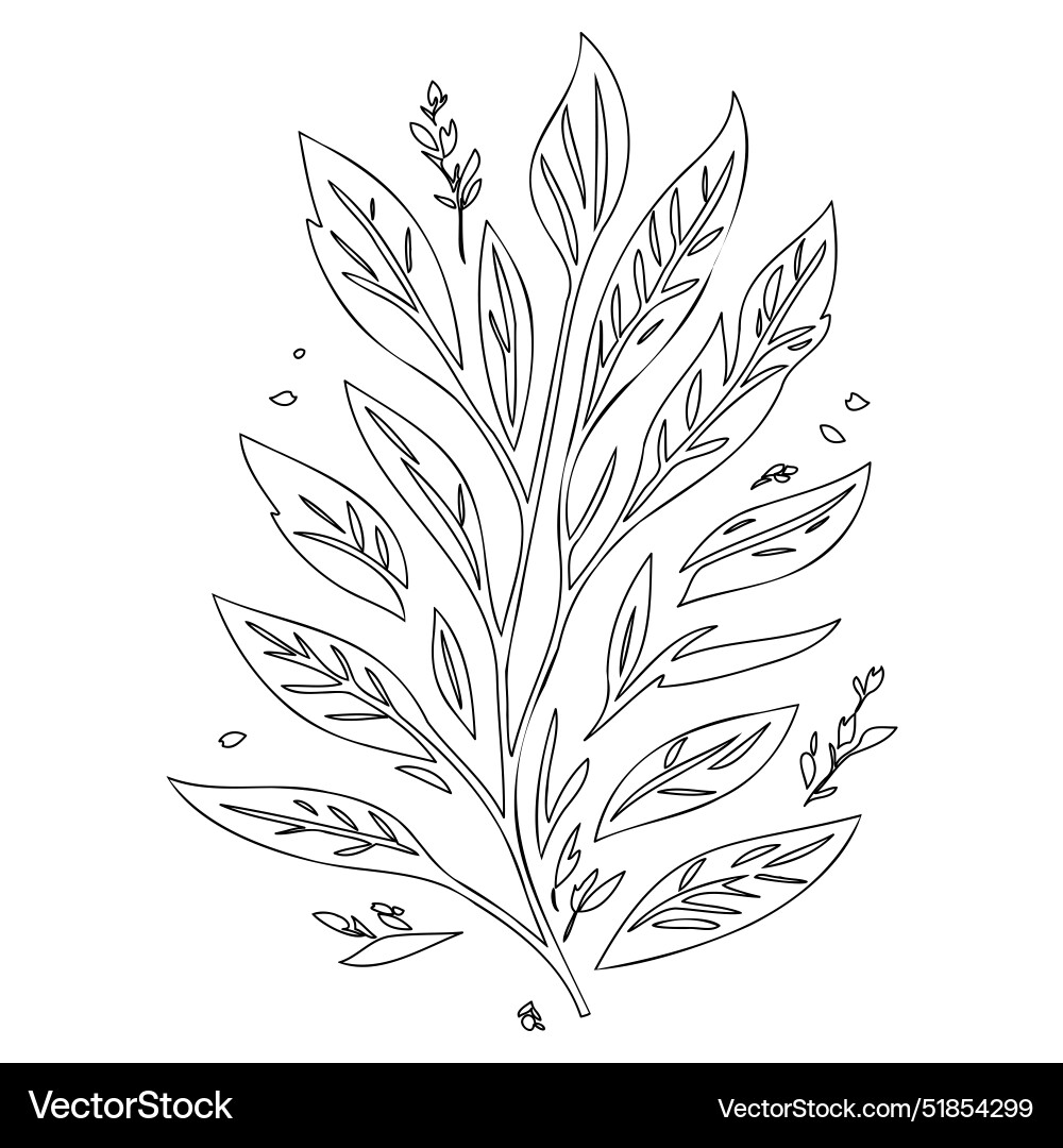 Ash leaf floral outline sketch Royalty Free Vector Image