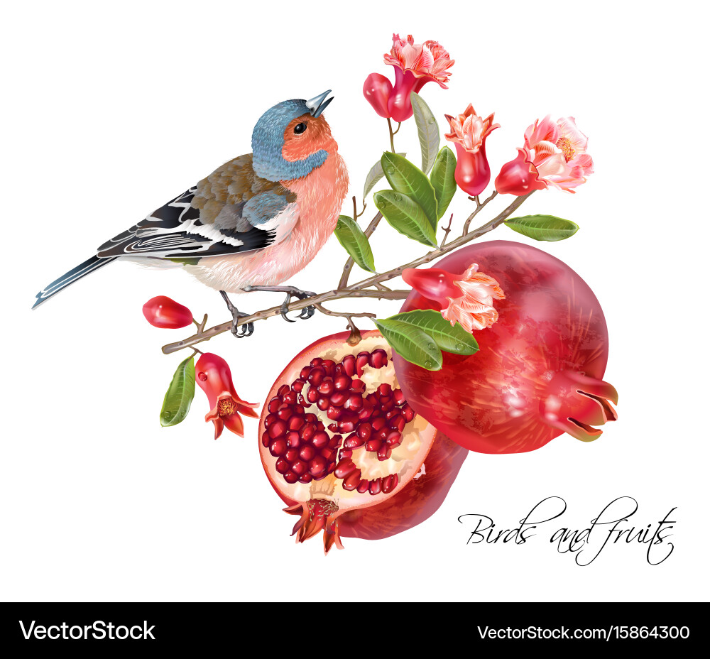Pomegranate Tree Vector Images (over 1,100)
