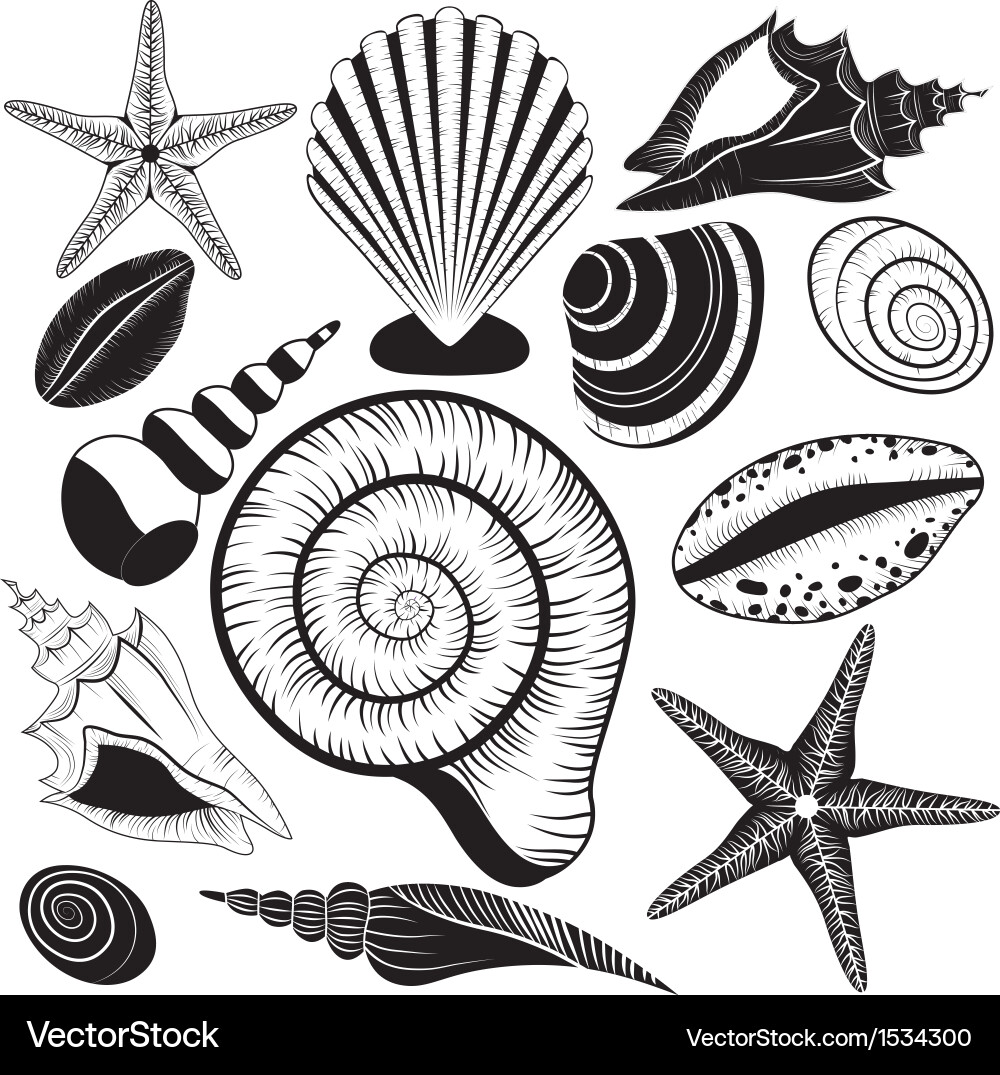 Sea Shells Seamless Vector Images (over 11,000)