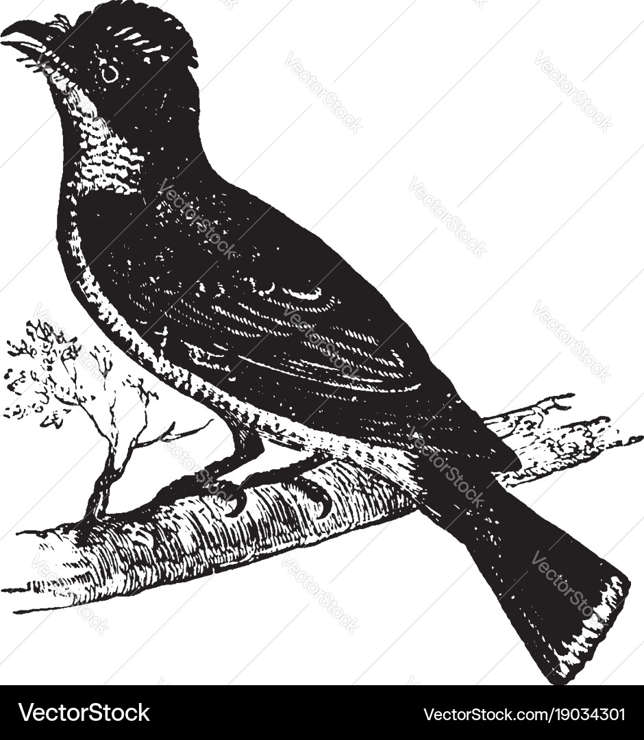 Vintage Flycatcher Line Drawing Royalty Free Vector Image