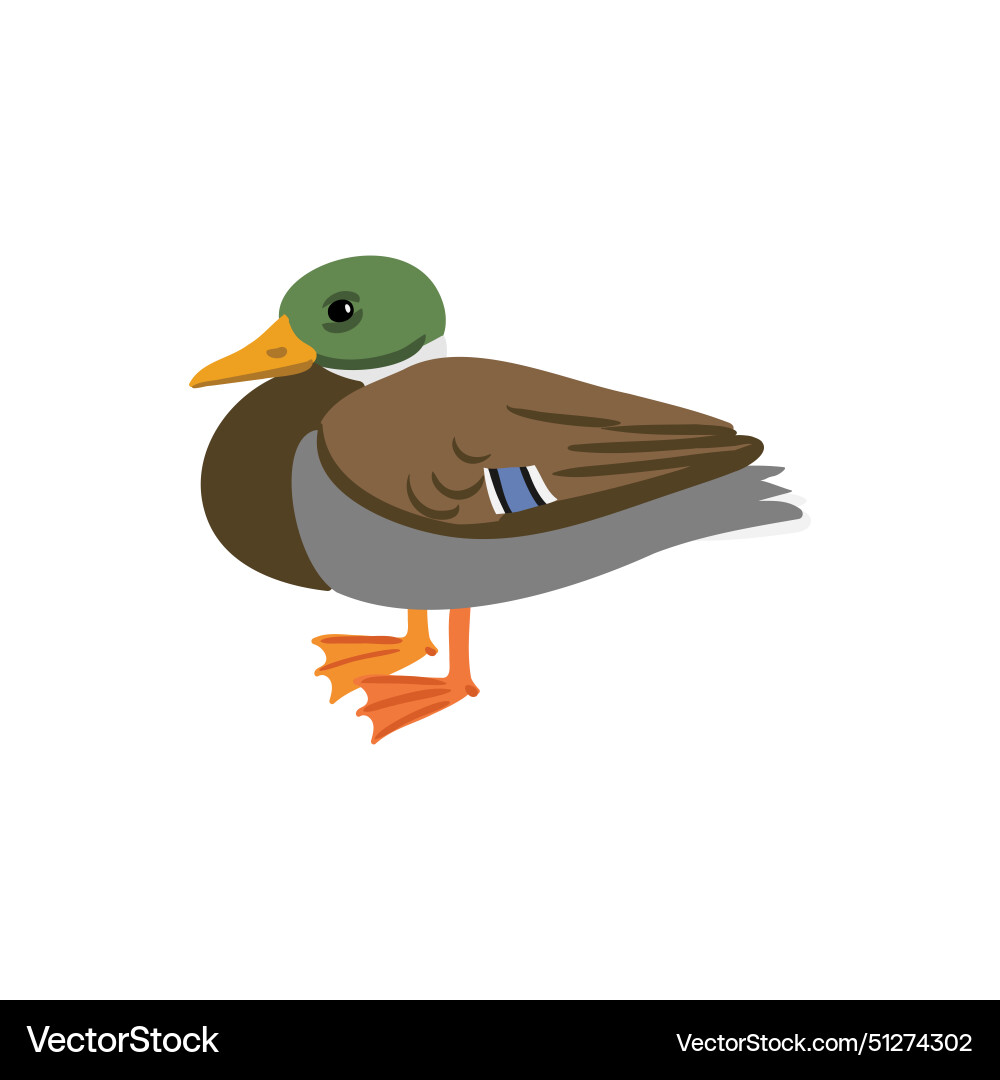 Drawing bird wild duck Royalty Free Vector Image