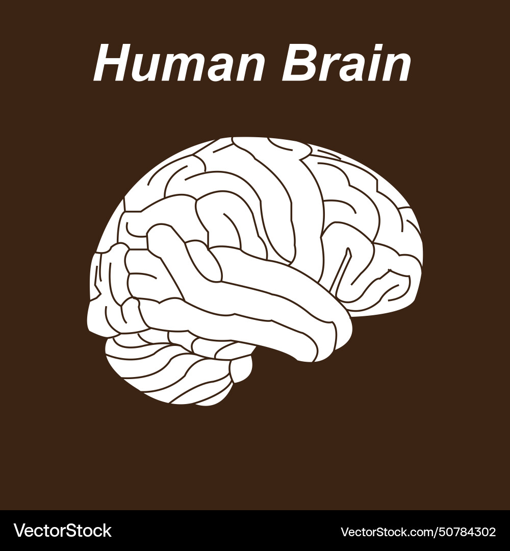 Human brain icon Royalty Free Vector Image - VectorStock