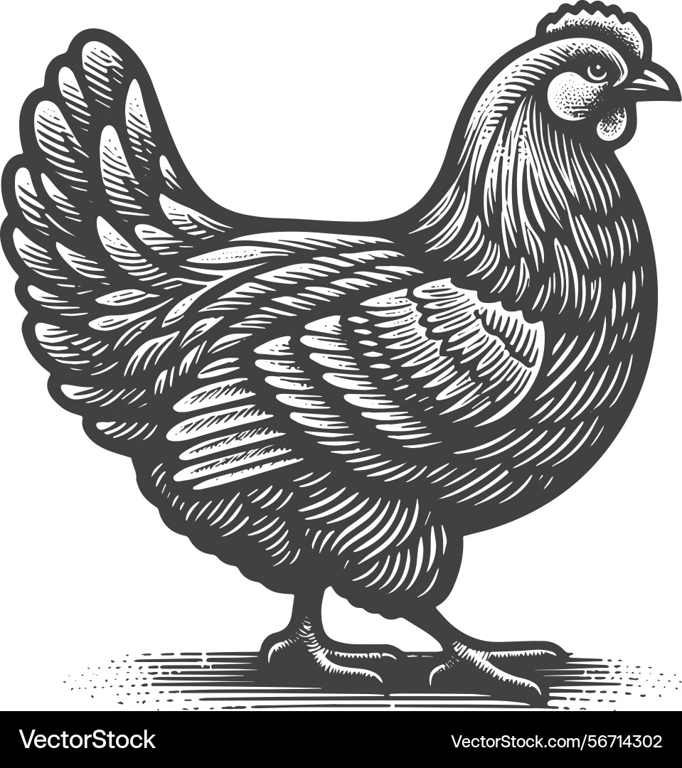 Vintage hand-drawn chicken side view farmyard Vector Image