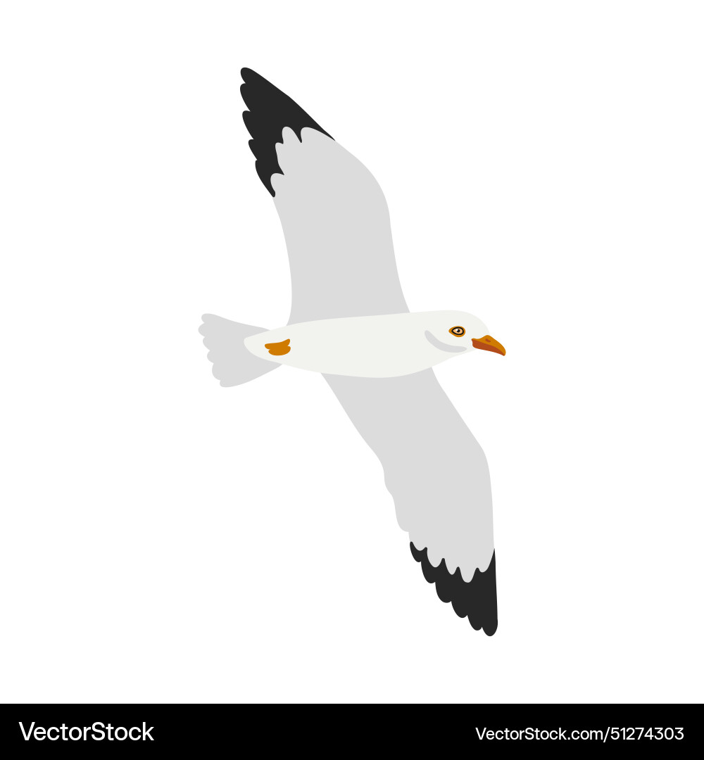 Drawing bird herring gull Royalty Free Vector Image