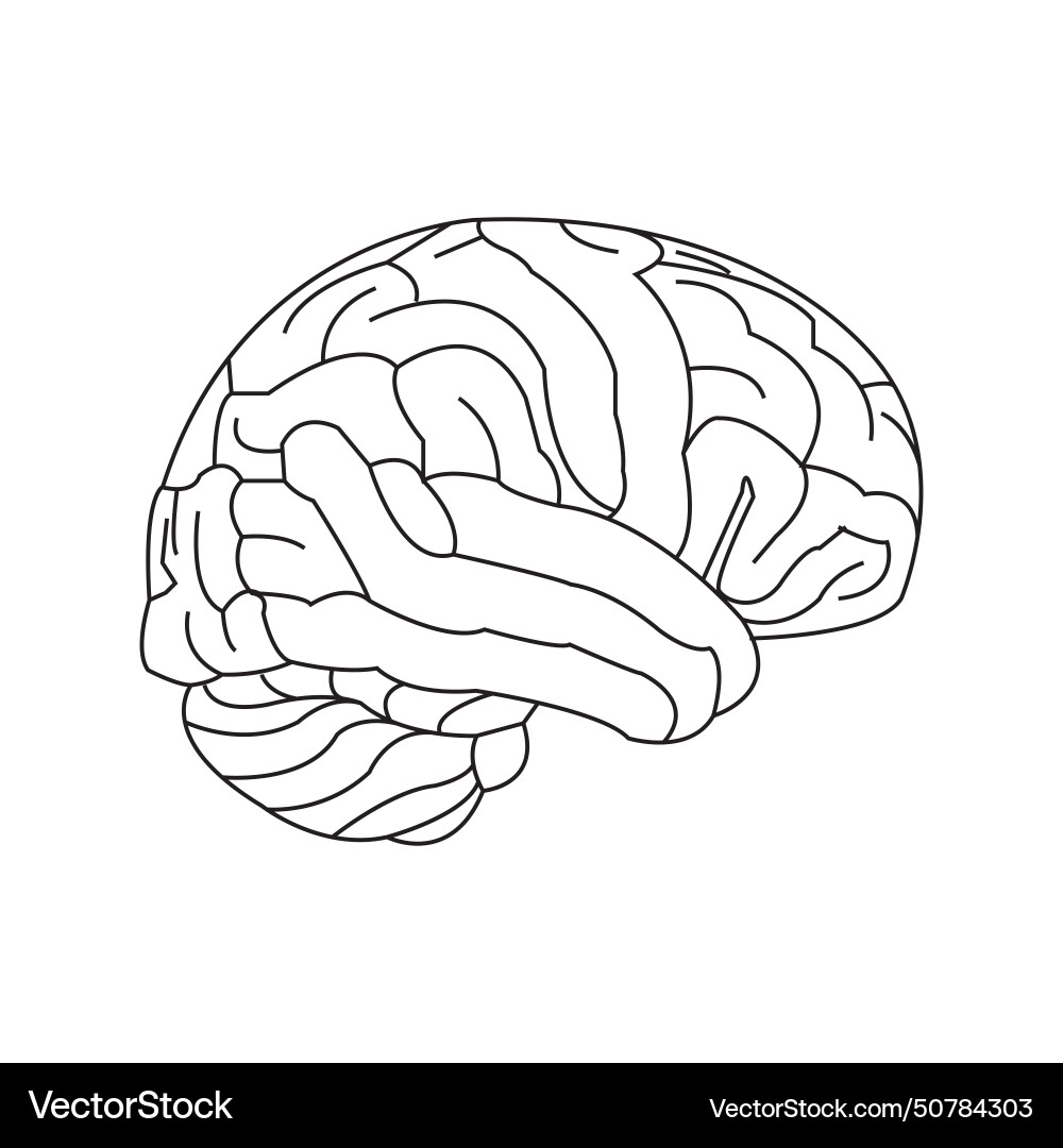 Human brain icon Royalty Free Vector Image - VectorStock