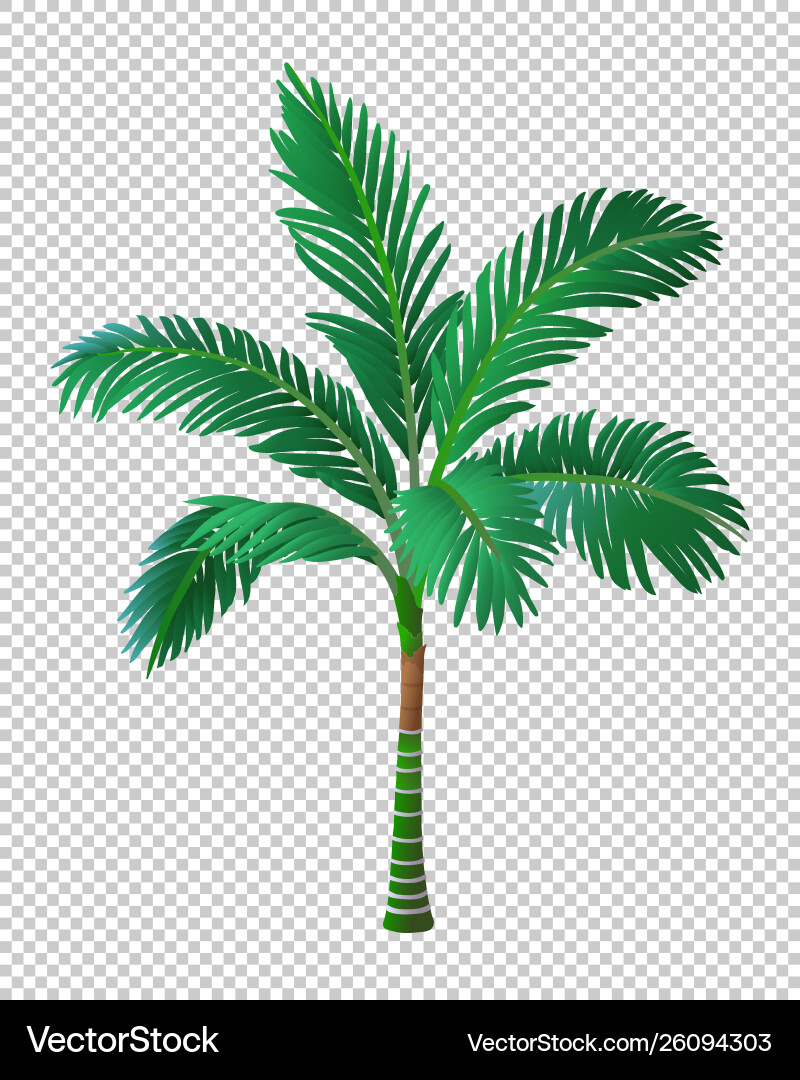 Palm tree Royalty Free Vector Image - VectorStock