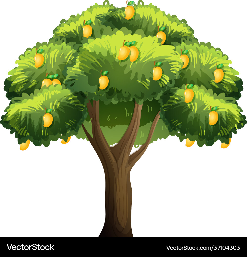 Yellow mango tree isolated on white background Vector Image