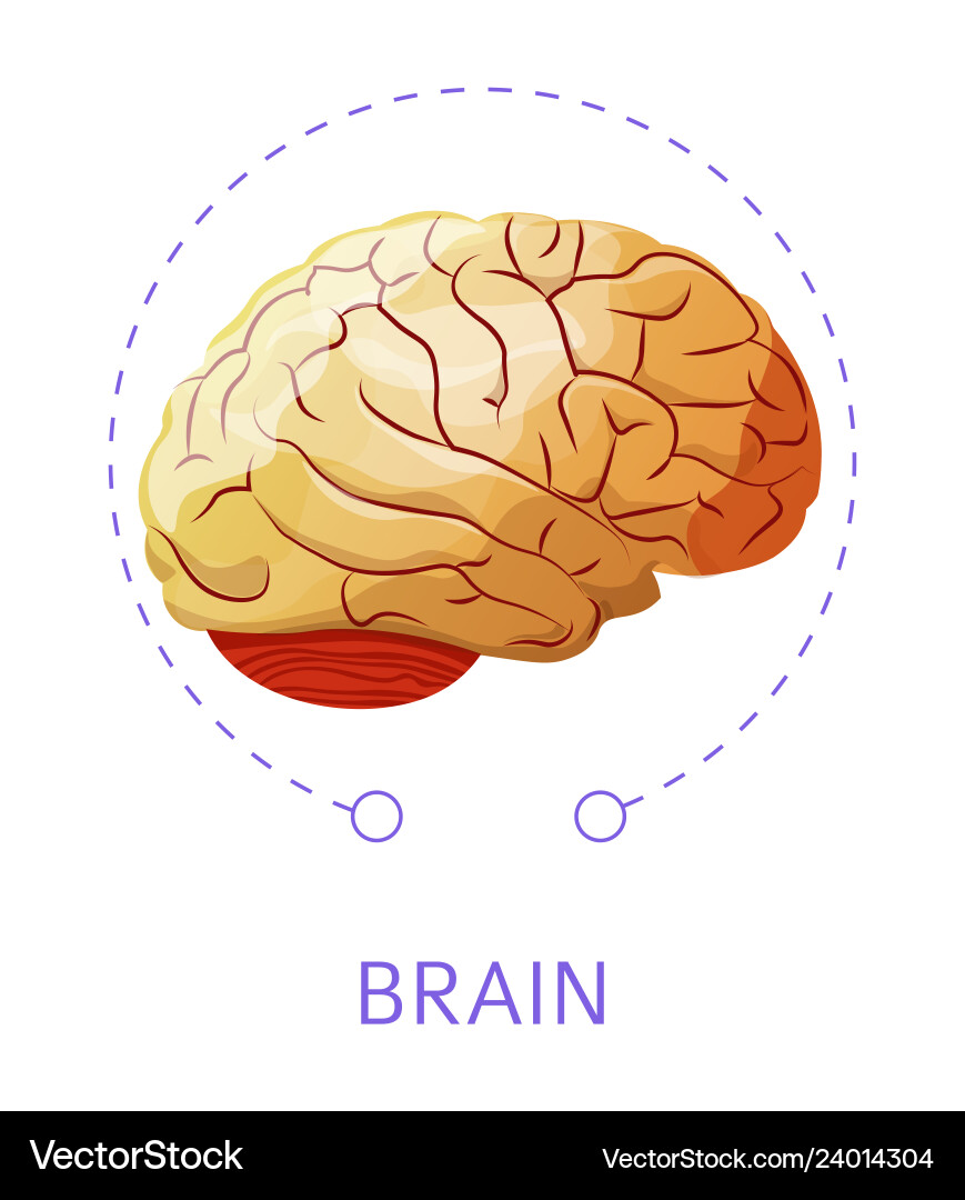 Brain internal organ isolated icon nervious system