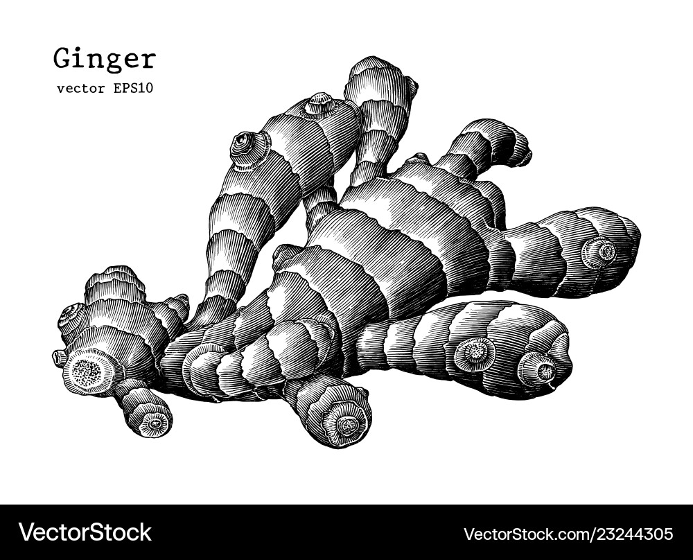 Ginger Draw Vector Images (over 5,600)