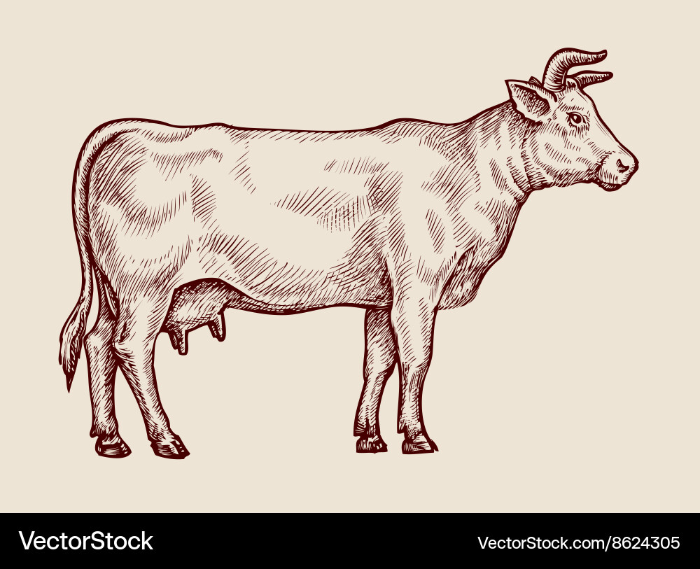 Sketch cow hand drawn Royalty Free Vector Image