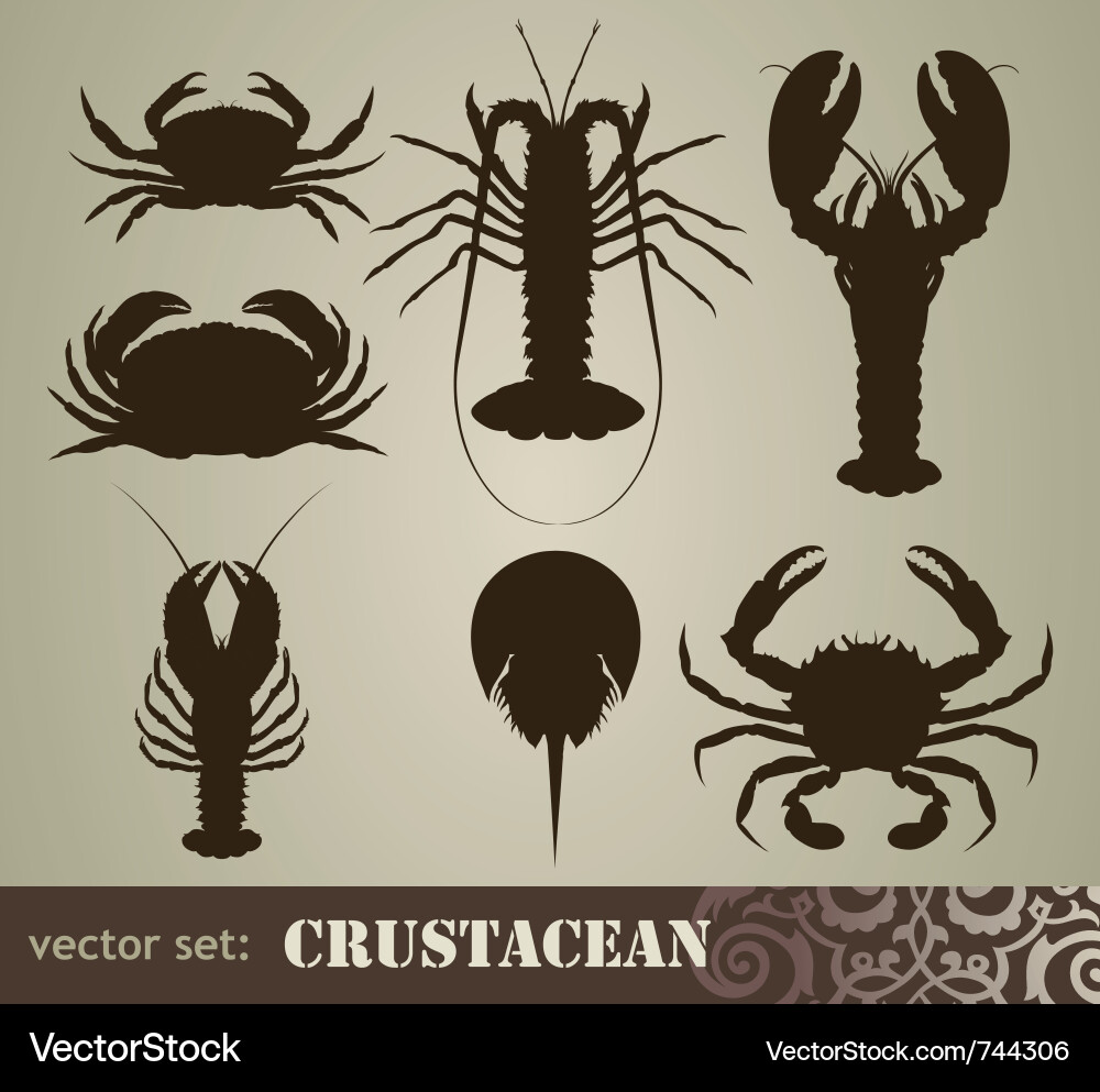 Crustacean set Royalty Free Vector Image - VectorStock