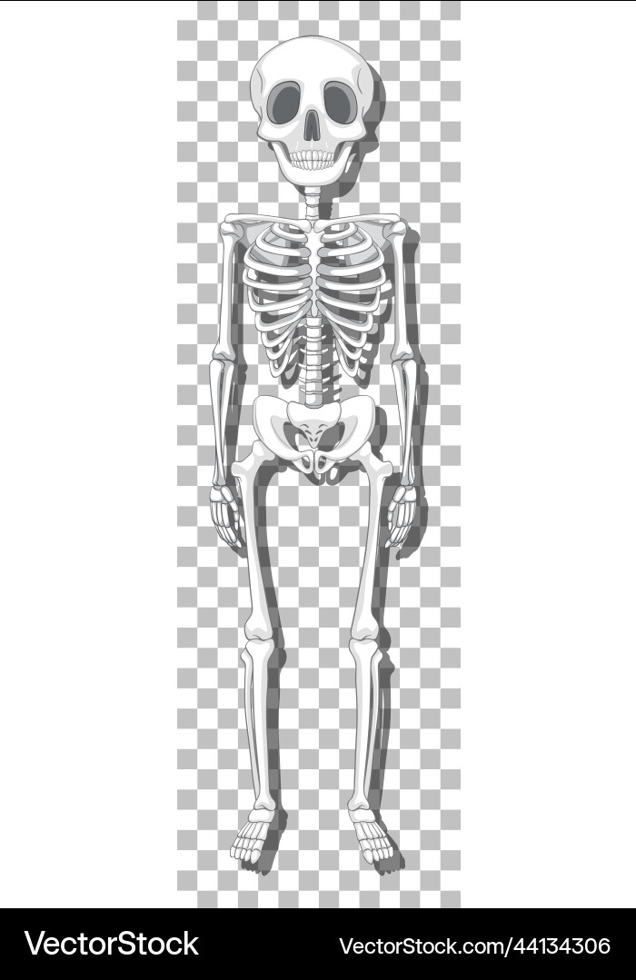 Human skeleton on grid background Royalty Free Vector Image