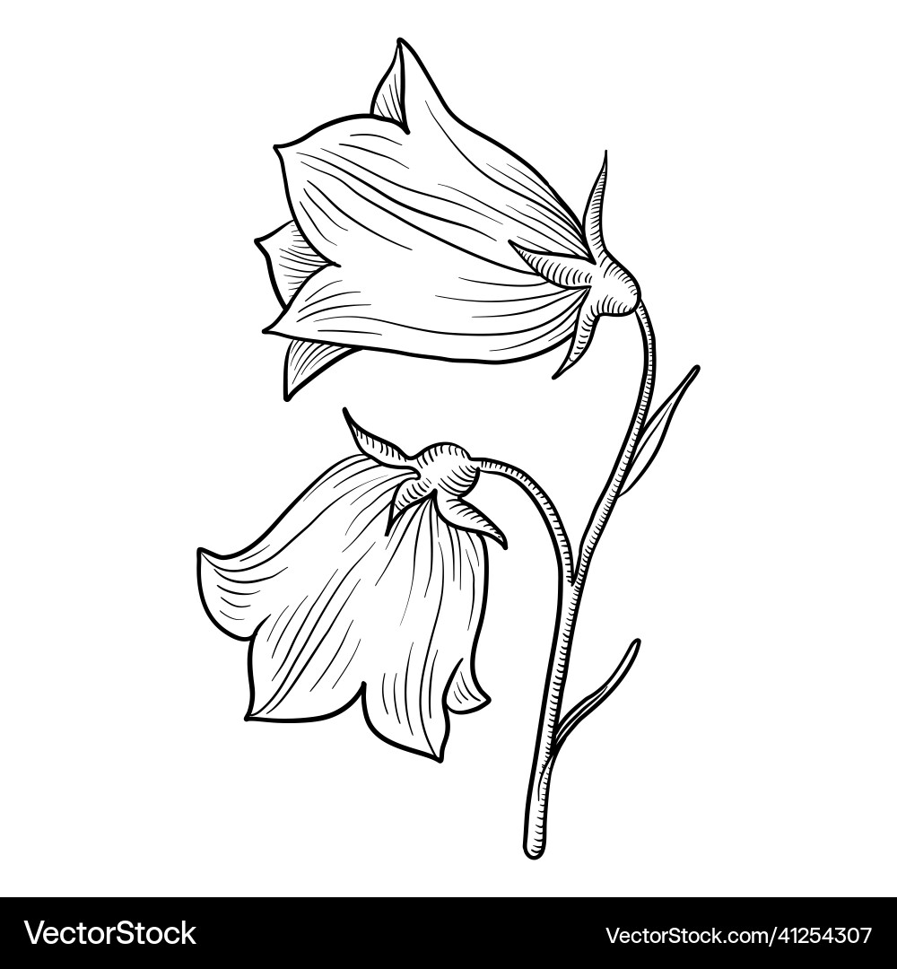 Drawing flower of bell Royalty Free Vector Image
