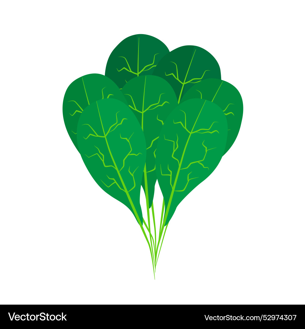 Spinach leaves image Royalty Free Vector Image