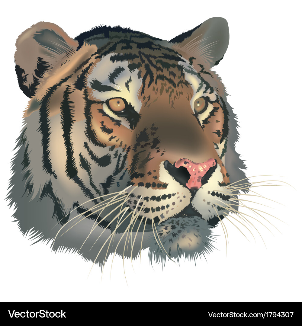 Tiger head Royalty Free Vector Image - VectorStock