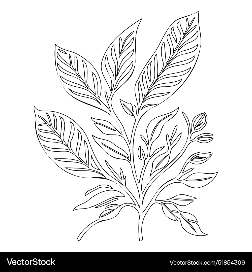 Ash Leaf Outline Ash Leaf Drawing Png PSD, High Quality Free PSD