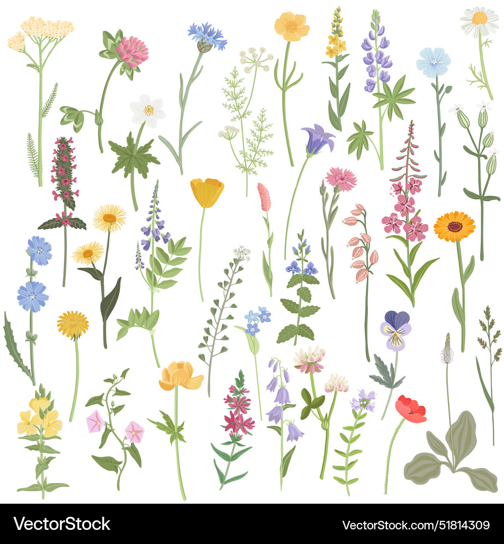 Drawing wild flowers Royalty Free Vector Image