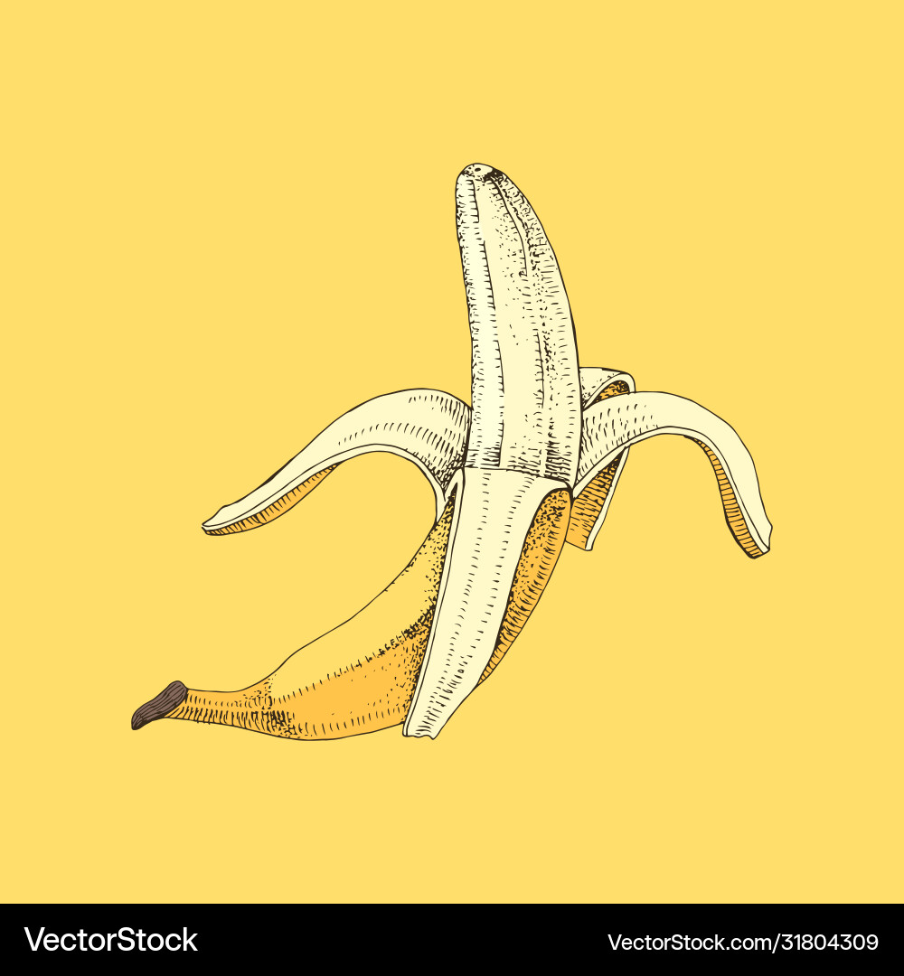 Banana Open Sketch Vector Images (92)