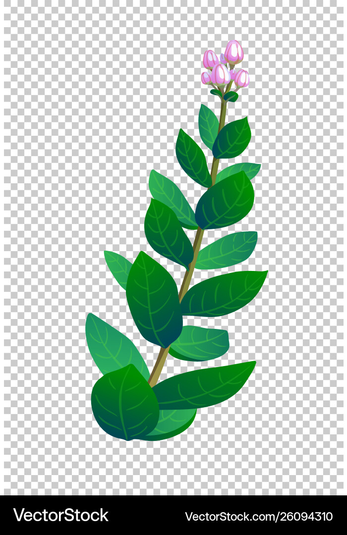 Indian plant Royalty Free Vector Image - VectorStock