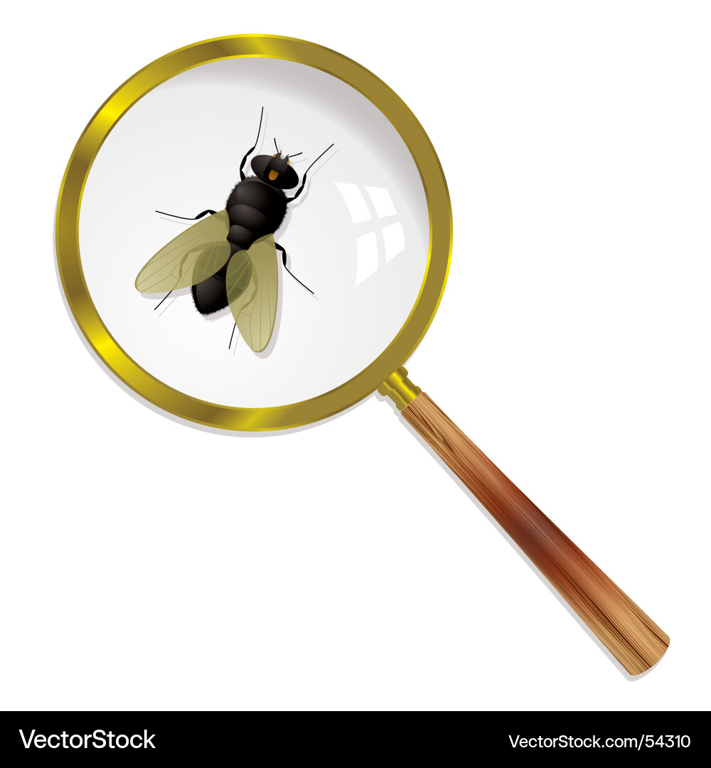 Magnify fly Royalty Free Vector Image - VectorStock