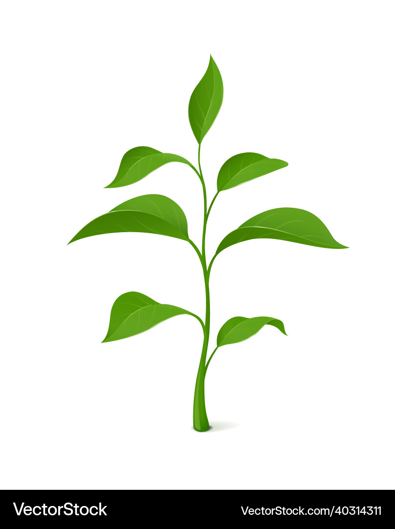 Green plant Royalty Free Vector Image - VectorStock