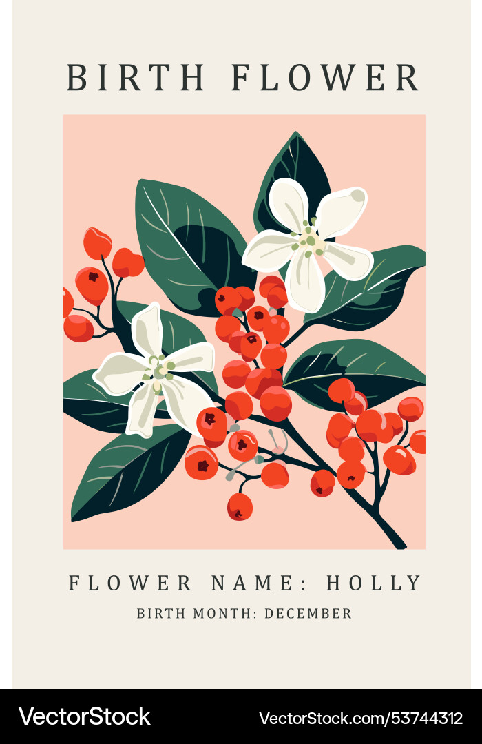 December birth month flower holly 2 Royalty Free Vector