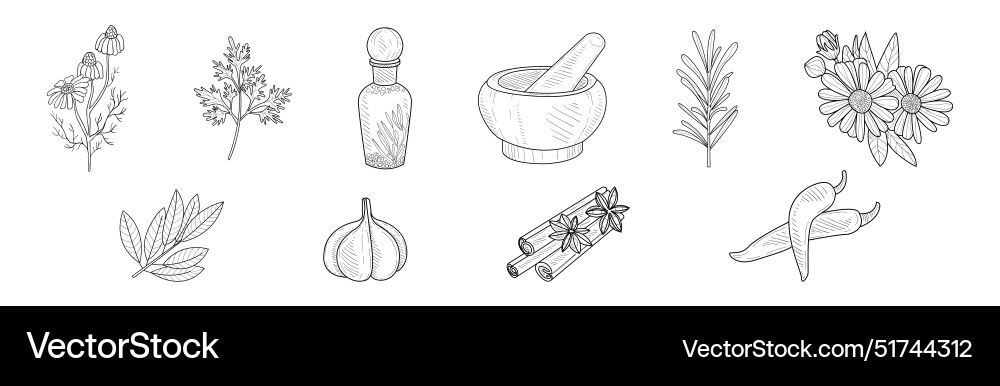 Kitchen aromatic herb and plant for flavor Vector Image