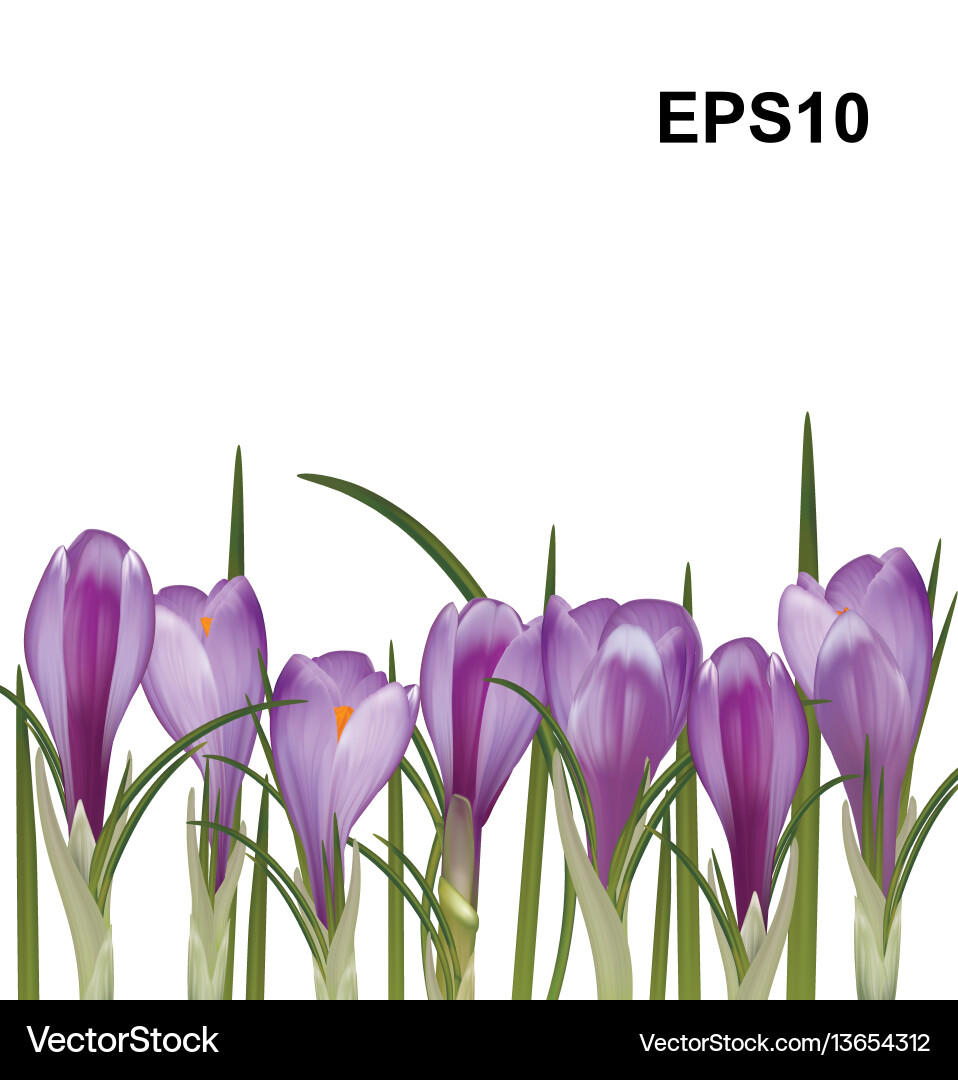 Purple Crocus Spring Blooms Royalty Free Vector Image
