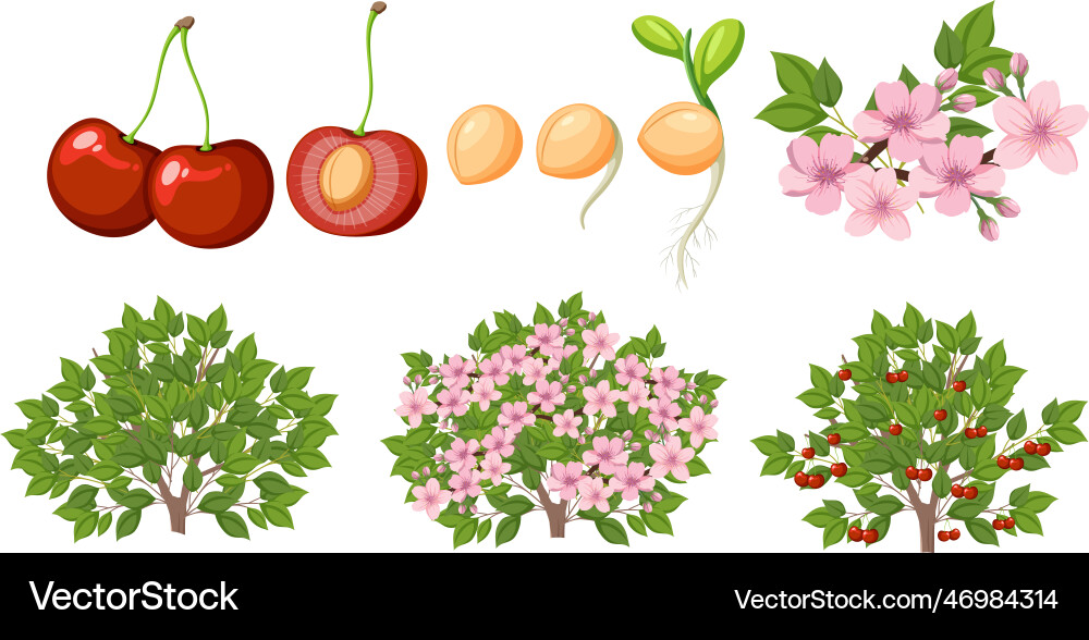Life cycle of a cherry tree Royalty Free Vector Image