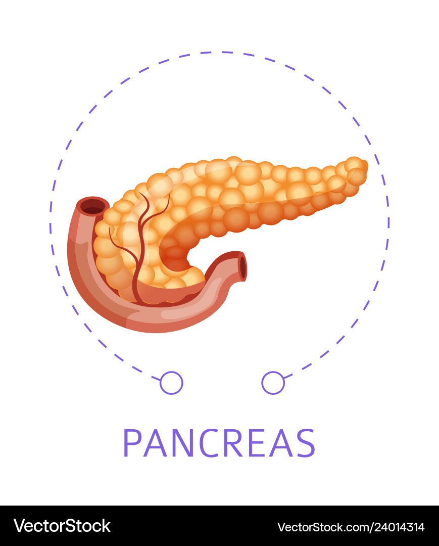 Pancreas isolated icon internal organ digestive Vector Image