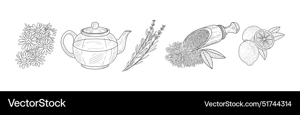 Tea drink brewing herb and fragrant plant Vector Image