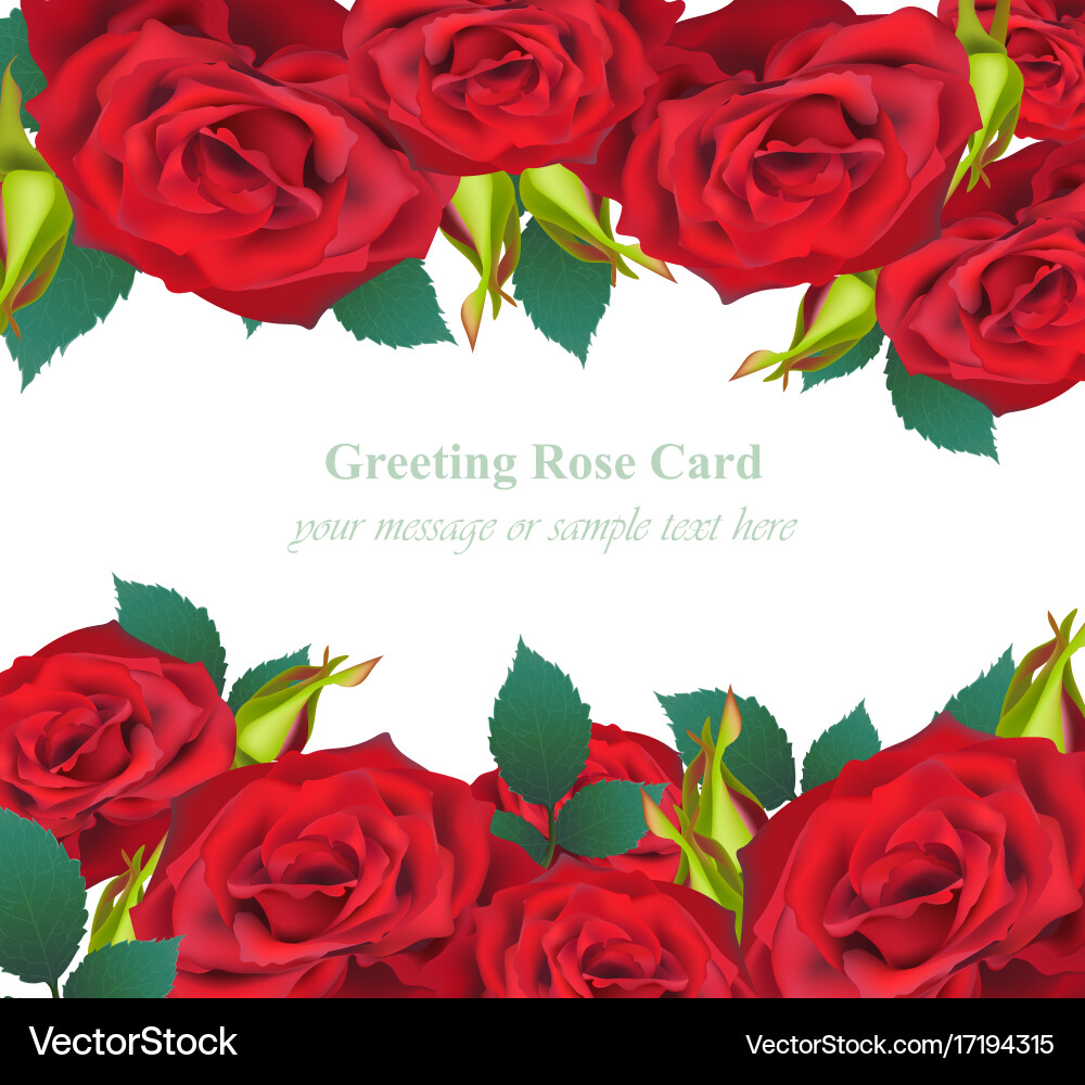 Red roses flower invitation card delicate Vector Image